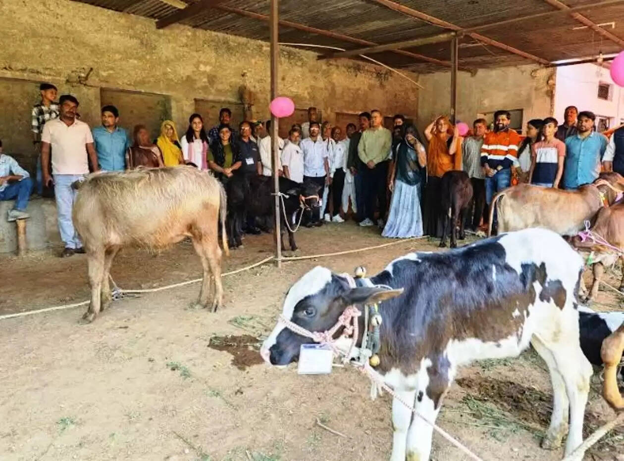 Premium Breed Calves Showcased Under HZL Samadhan Project
