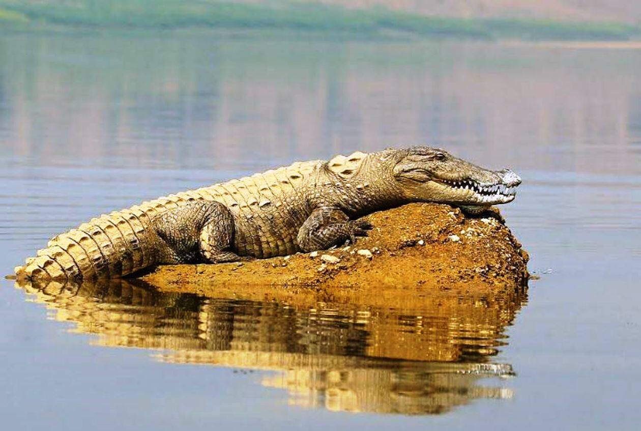 Vedanta Hindustan Zinc signed MoU for conservation of crocodiles in ...