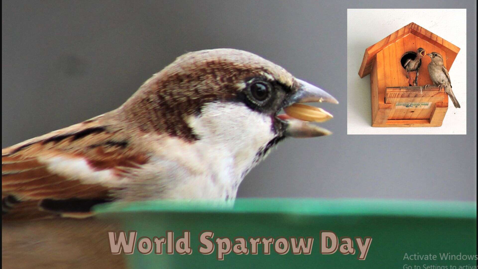 The Little Sparrow… Where has the Pride of our Homes Gone?