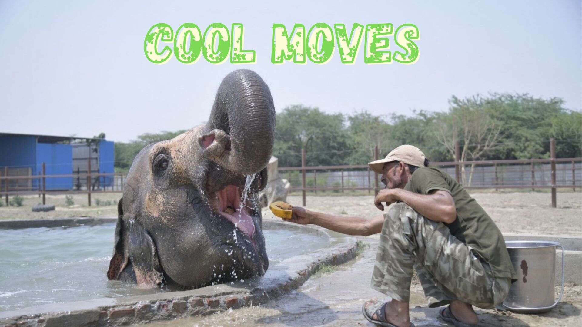 Hot Days, Cool Moves for Animals at Wildlife SOS