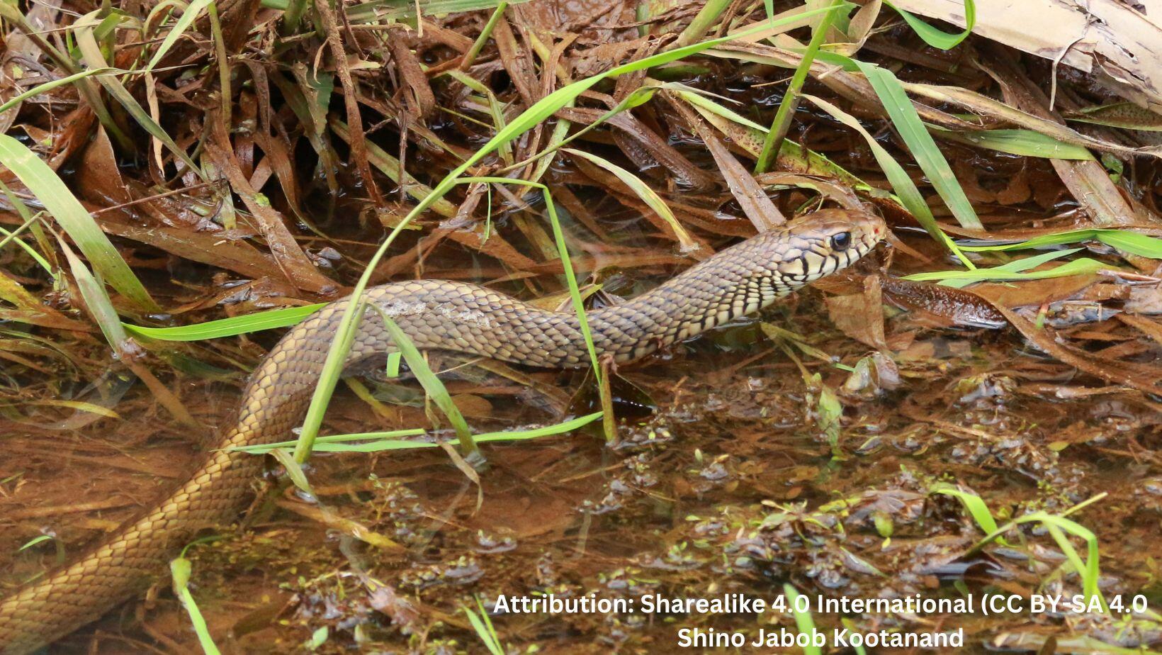 rat Snake in Panchwati a story