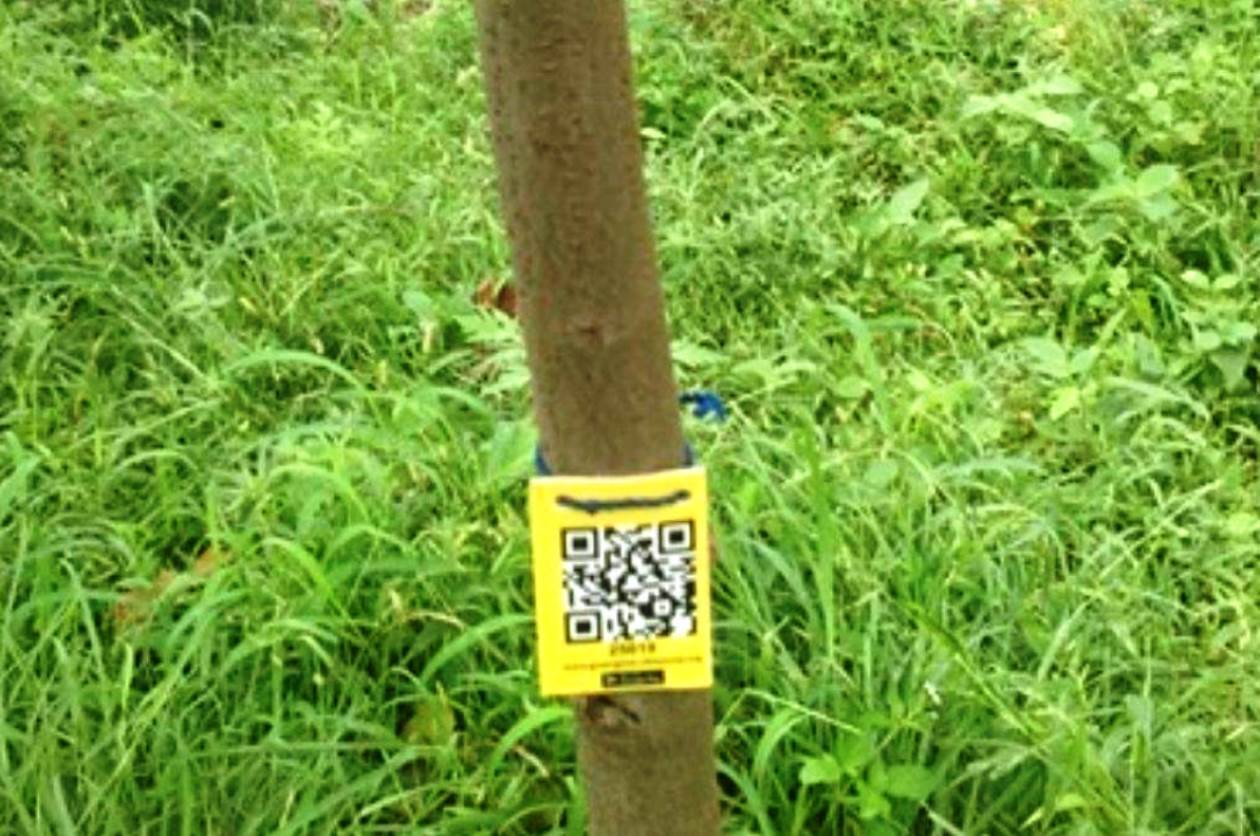Geo tagging of 55 lakh 65 thousand trees was done in Udaipur district ...