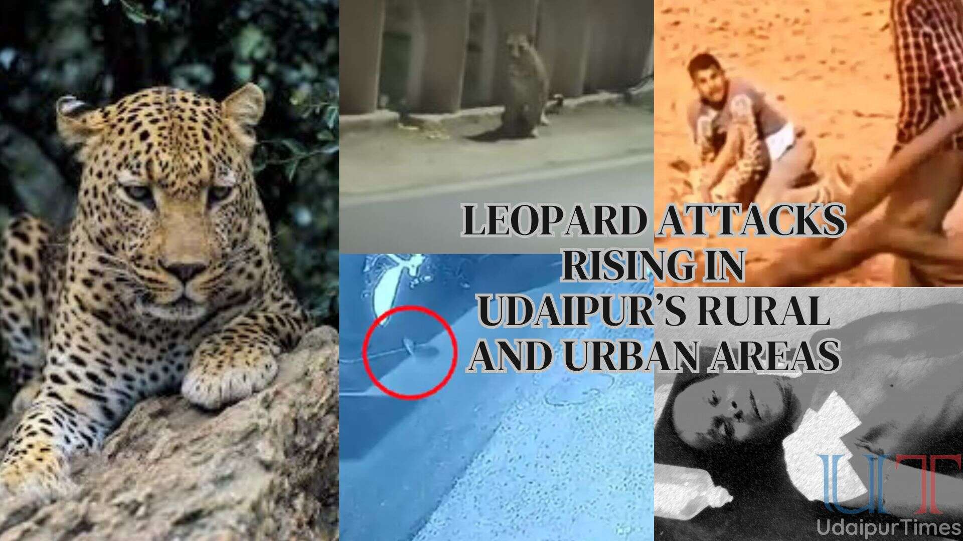 Leopard Attacks Cause Alarm in Udaipur Region