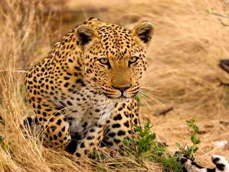 Capturing Wildlife Insights: Preparation for Amrakh Ji Leopard Reserve