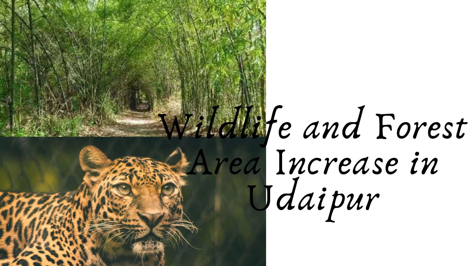 Wildlife and Forest Area Increase in Udaipur