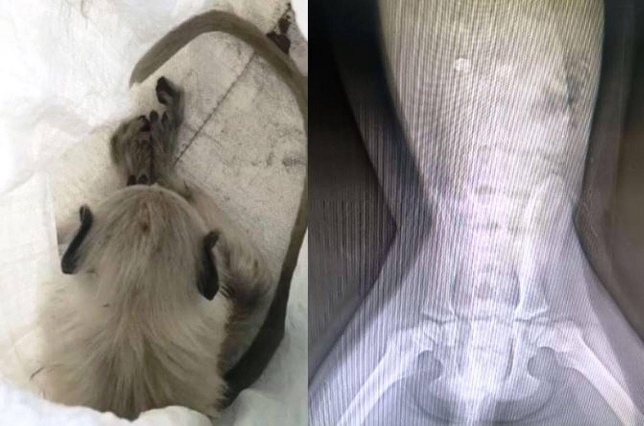 Baby monkey shot at Bhattiani Chohatta