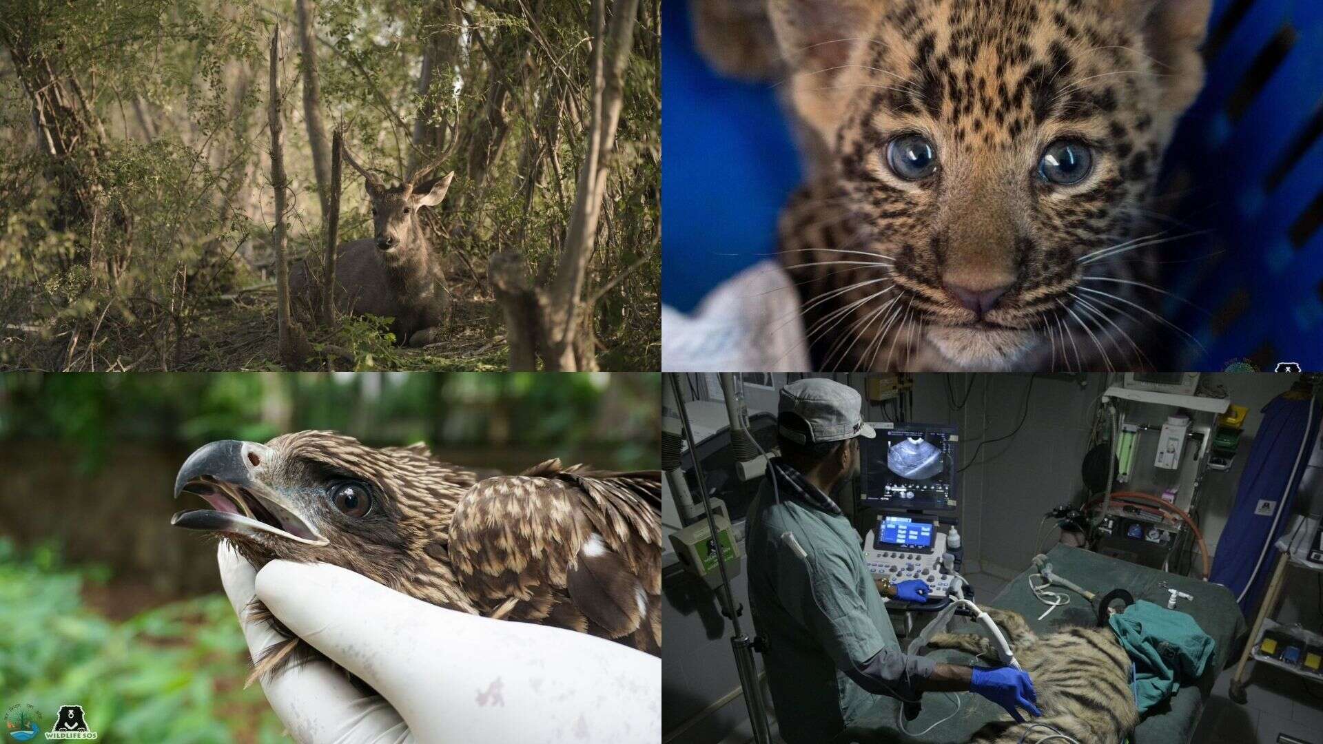 Wildlife SOS Rescued Over 1,300 Wild Animals in 2025