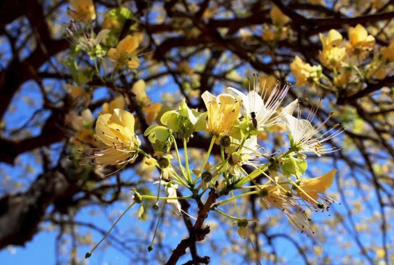 The beauty of Barna tree is spreading in the plains of Aravalli