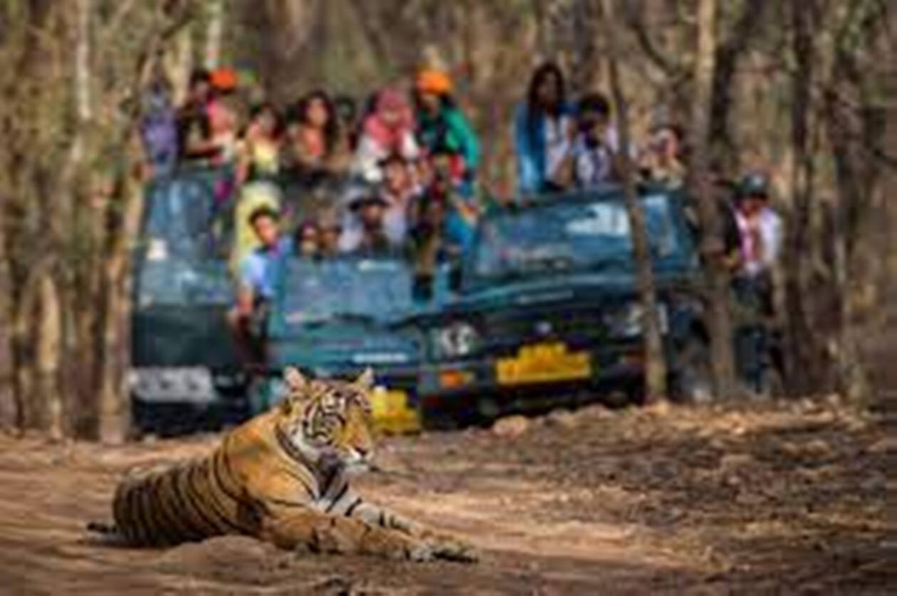 Accident Injures Tourists on Safari in Ranthambore National Park