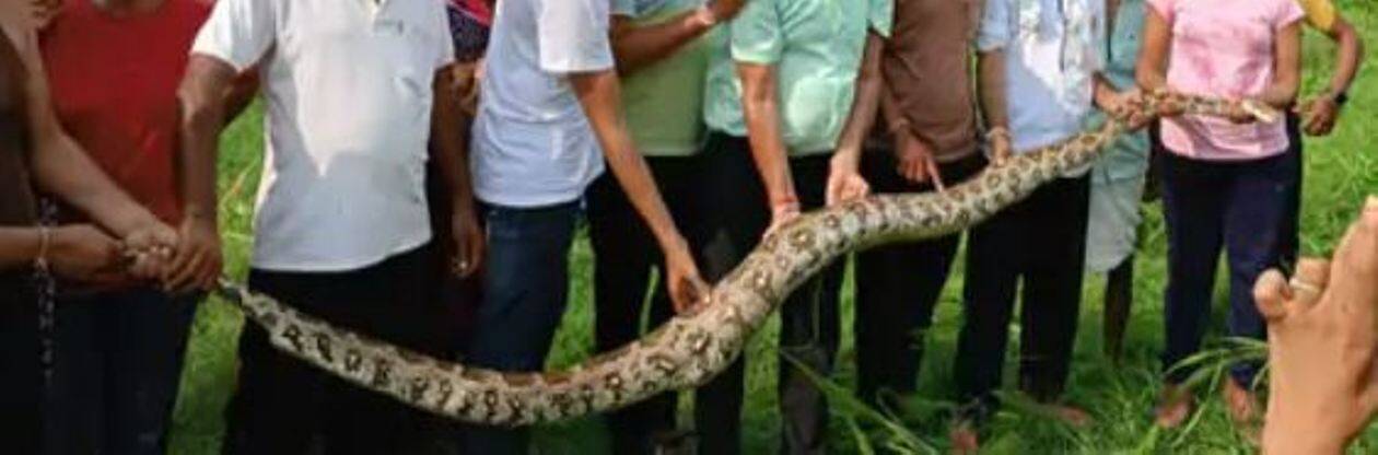 10-Feet Long Python rescued from Lasadiya region of Udaipur