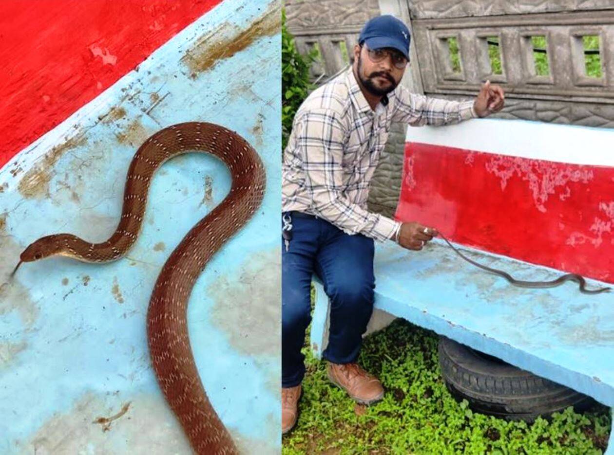 Rare banded racer snake seen in Pratapgarh district