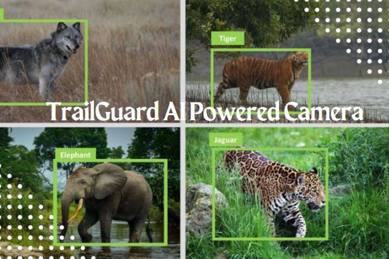 AI-powered camera system detects animals on prowl